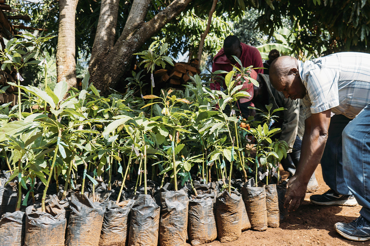 Growing green: The Hongera Reforestation Project expands its nurseries ...