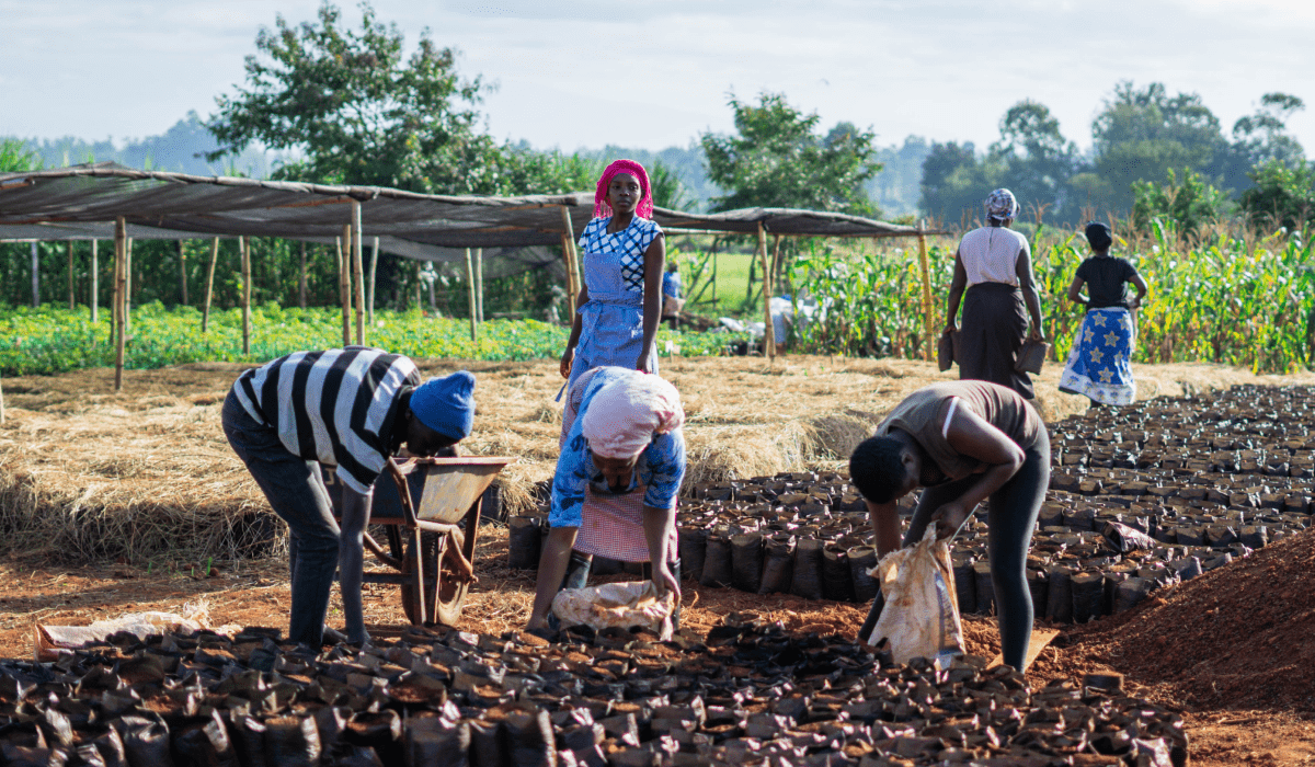 Green Earth | Hongera Reforestation Project, Kenya