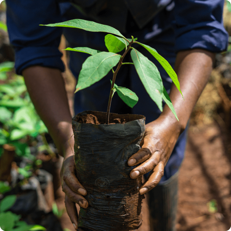Green Earth | Hongera Reforestation Project, Kenya