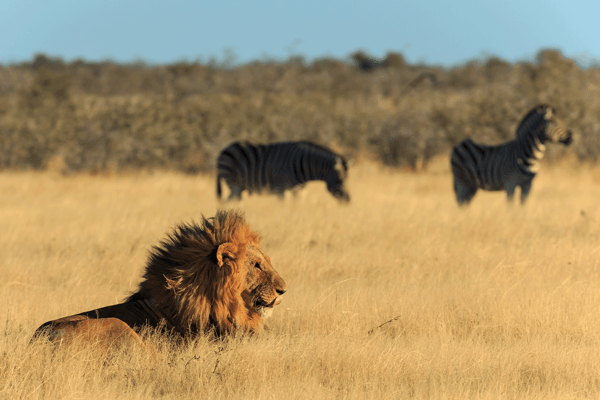How biodiversity loss impacts ecosystems and what we can do to help