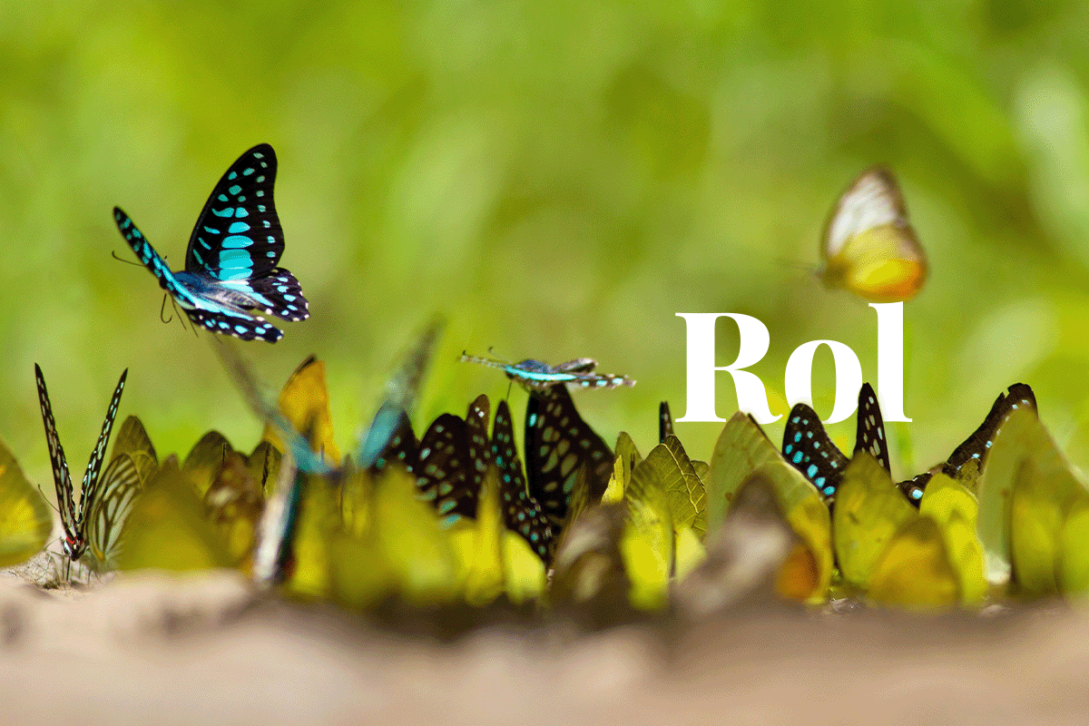 Hoe het verlies aan biodiversiteit ecosystemen beïnvloedt en wat we ...