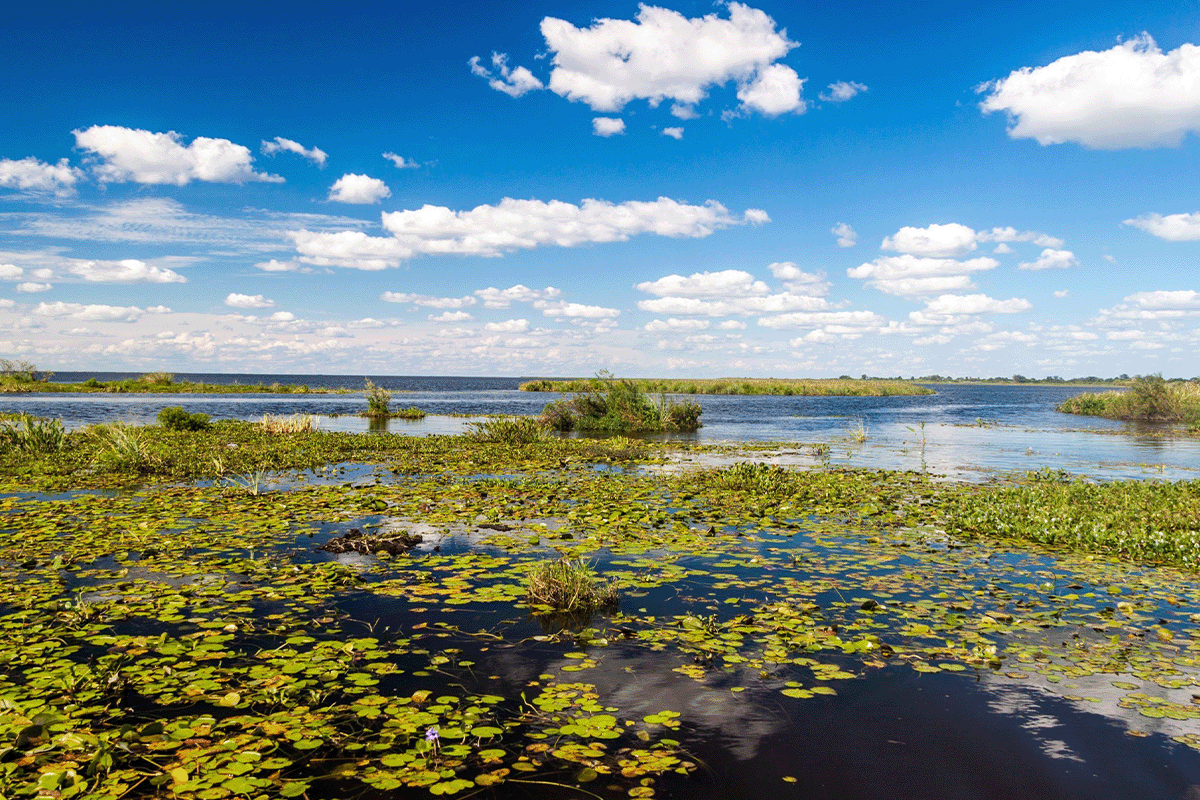 How biodiversity loss impacts ecosystems and what we can do to help