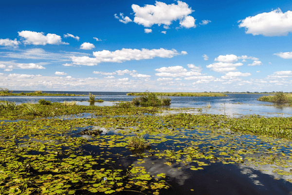 How biodiversity loss impacts ecosystems and what we can do to help