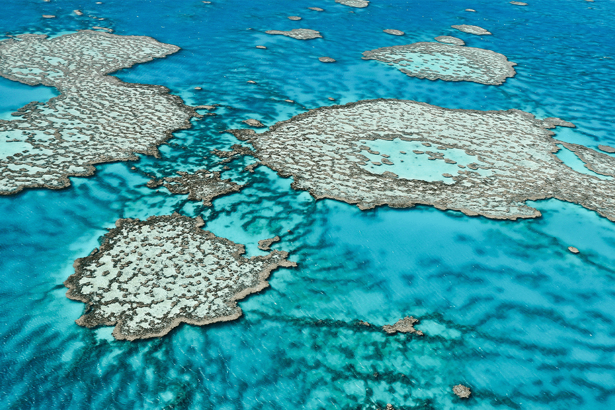 How biodiversity loss impacts ecosystems and what we can do to help