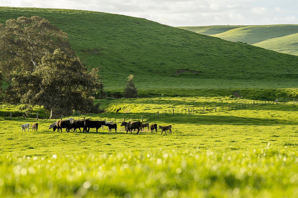 10 Agricultural techniques for water conservation