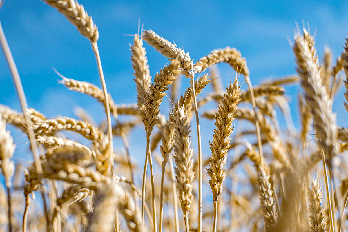 10 Agricultural techniques for water conservation