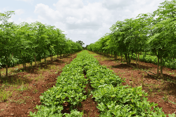 10 Agricultural techniques for water conservation