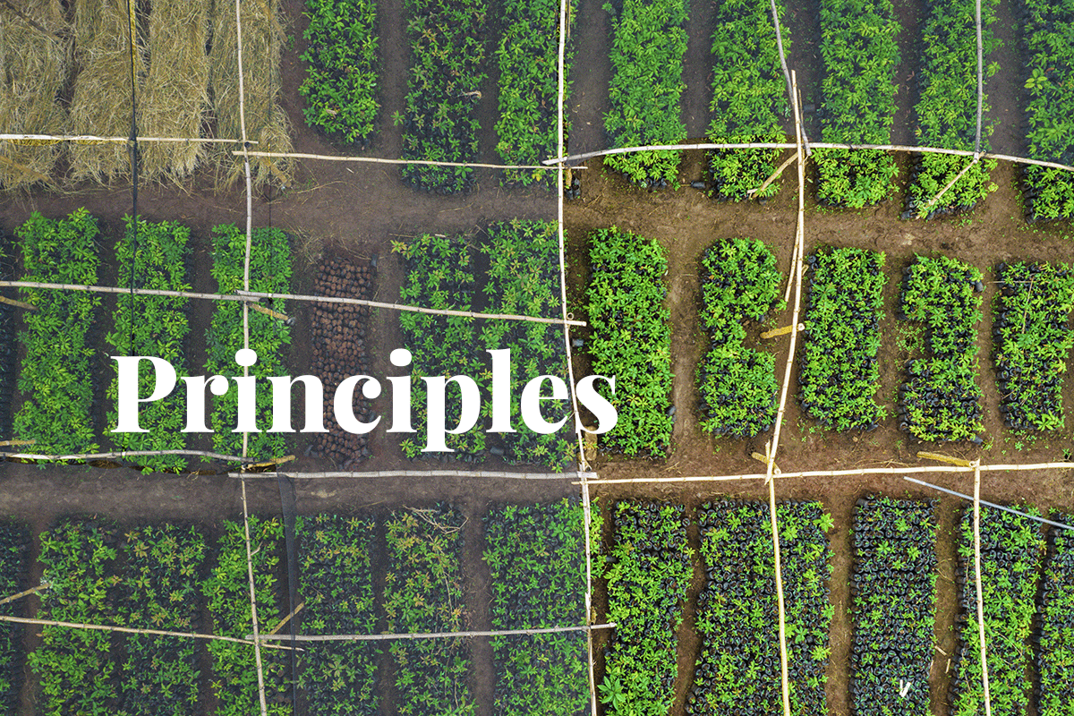 ICVCM launches core carbon principles for high-impact carbon credits