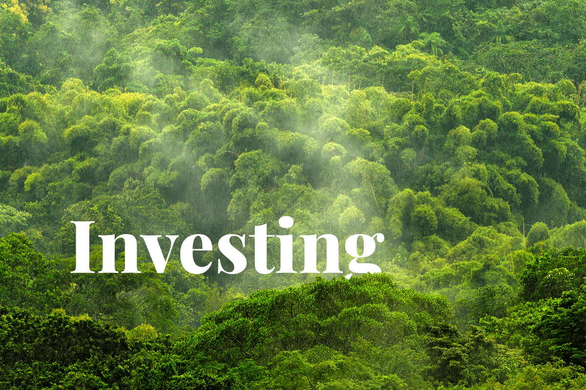 Investing in tree planting: How companies are restoring forests