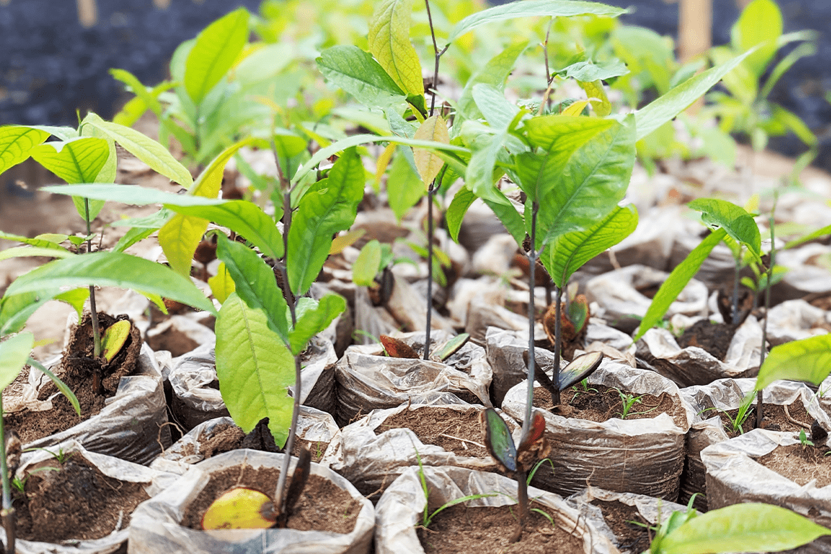 Investing in tree planting: How companies are restoring forests