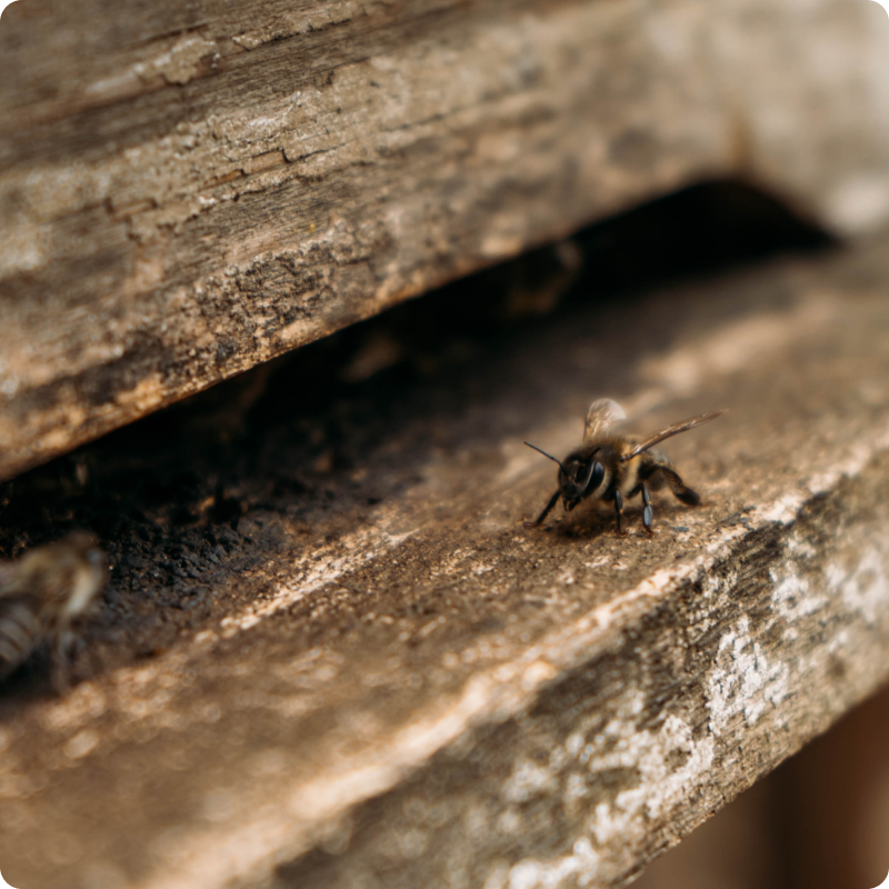 Green Earth | Kenya Beehive Project