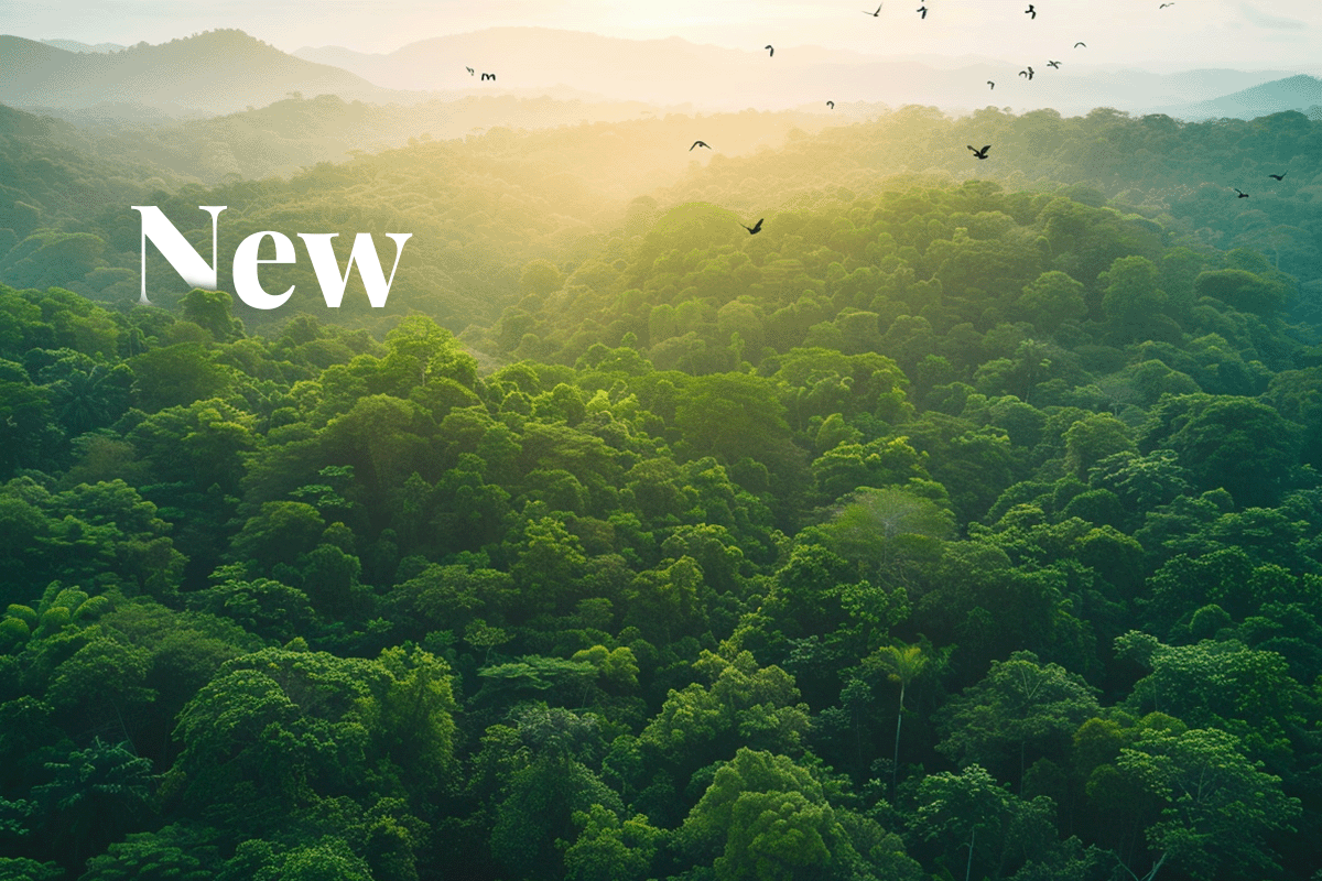 Mapping the future: Verra's new initiative in deforestation risk assessment