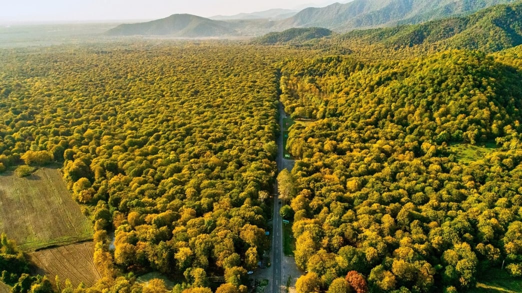 The Middle East's journey to 50 billion trees