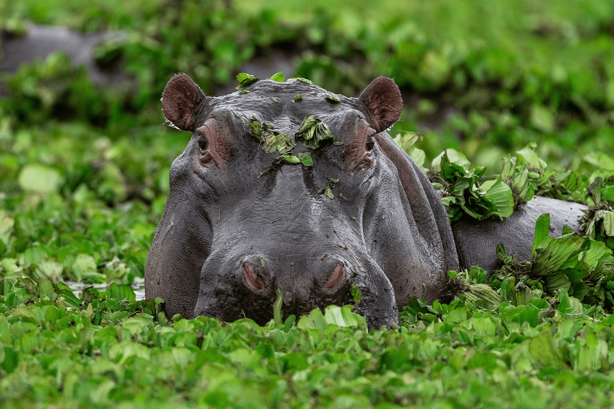 Green Earth | The role of vital habitats in environmental resilience