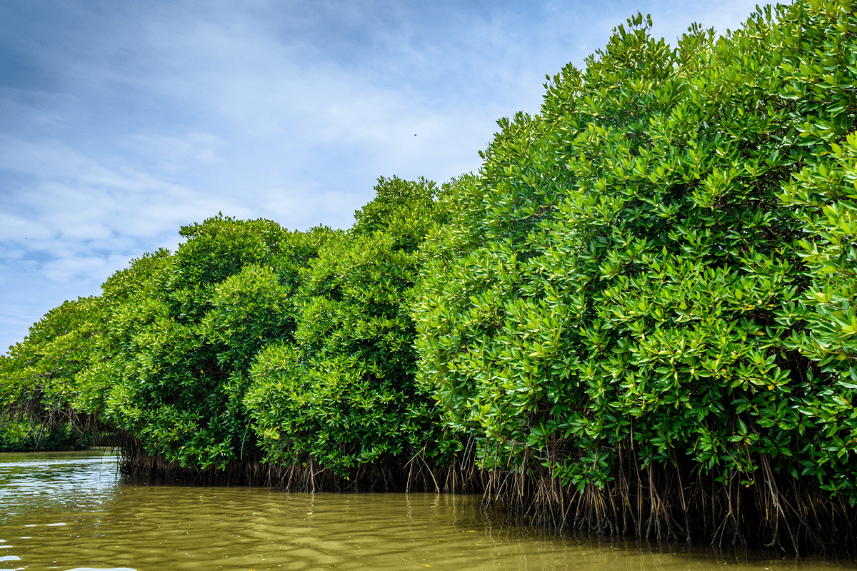 Green Earth | The role of vital habitats in environmental resilience