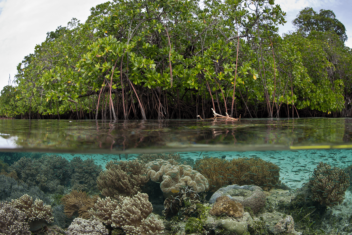Green Earth | The role of vital habitats in environmental resilience