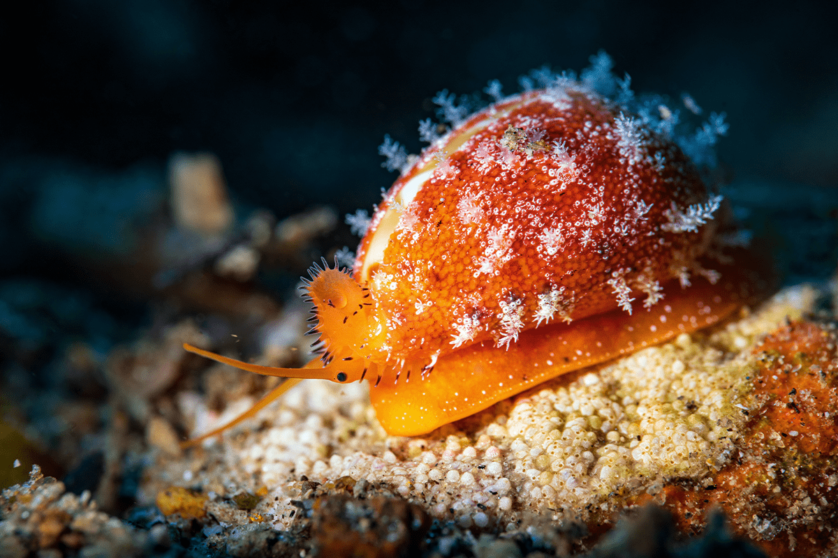 Green Earth | The role of vital habitats in environmental resilience