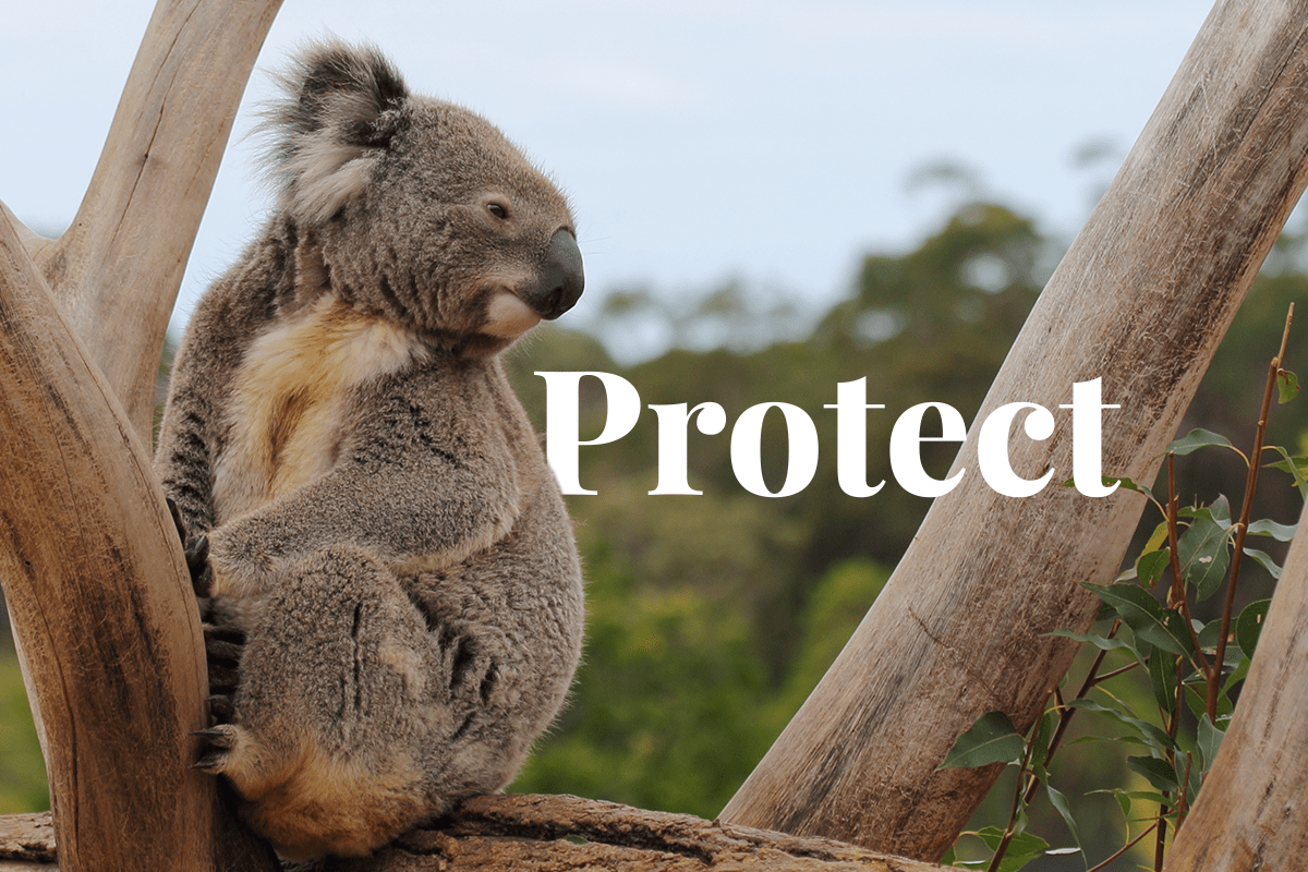 Protecting biodiversity and wildlife: Australia's innovative Nature ...