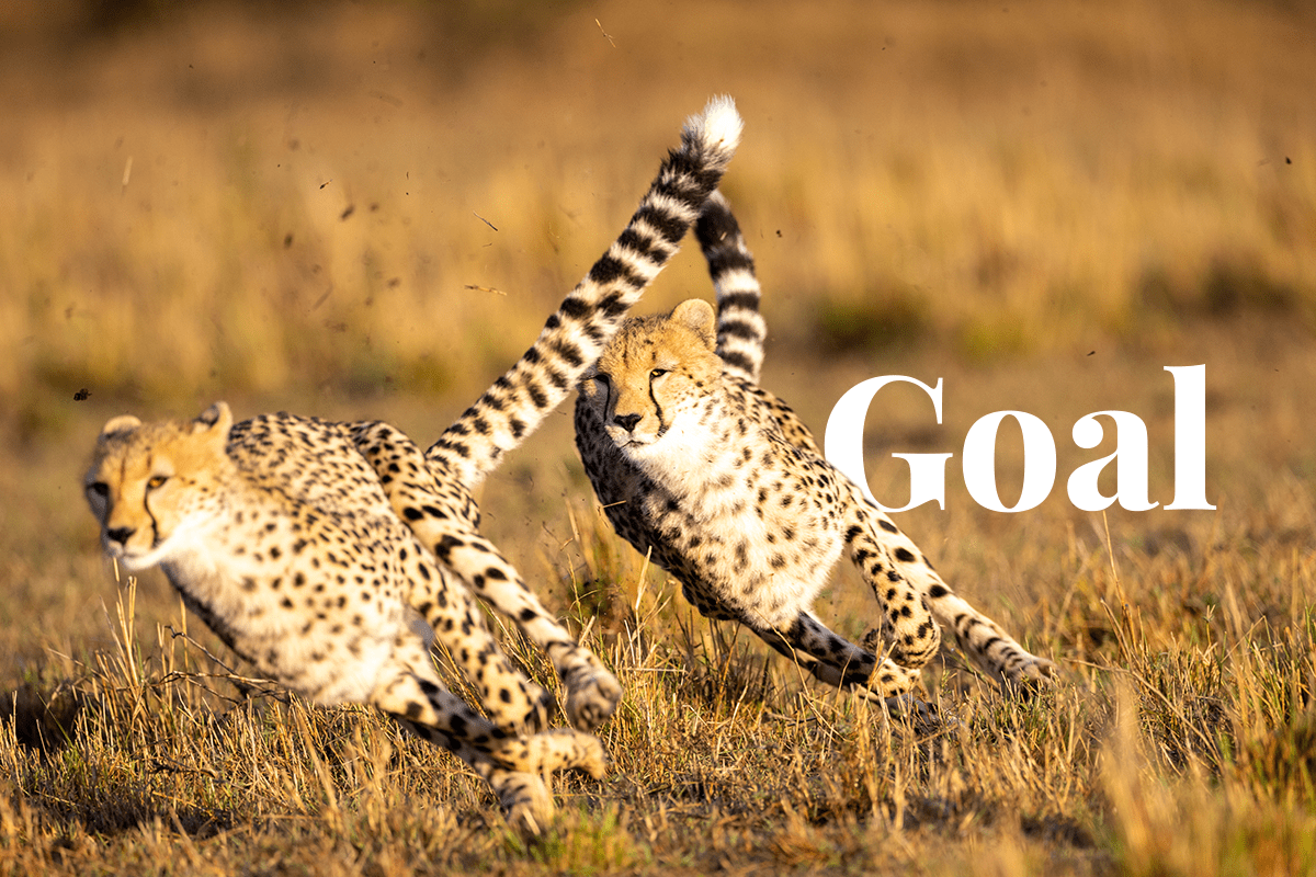 Racing towards sustainability: NASCAR sets bold carbon offsetting goal