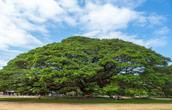 5 Biggest trees on earth