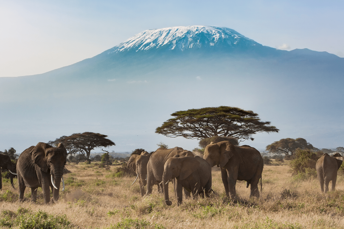 Green Earth | The importance of conservation: saving endangered species