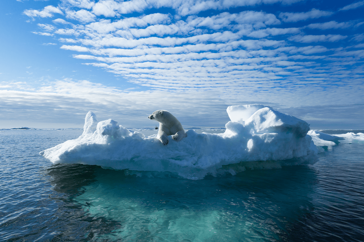 Green Earth | The importance of conservation: saving endangered species