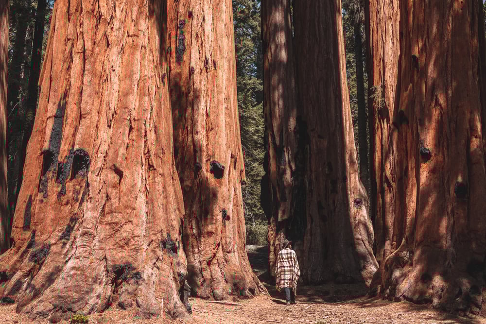 5 Biggest trees on earth