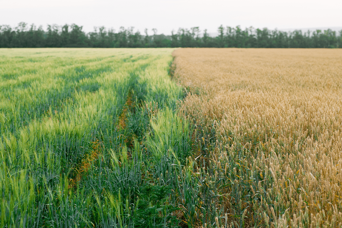 Sustainable farming practices and the long-term survival of civilisations