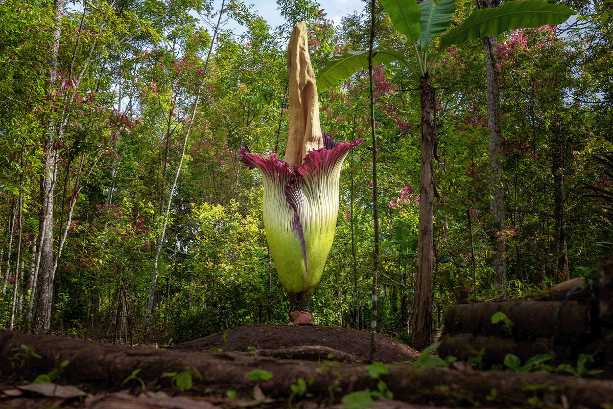 The 10 largest forests in the world and what makes them unique