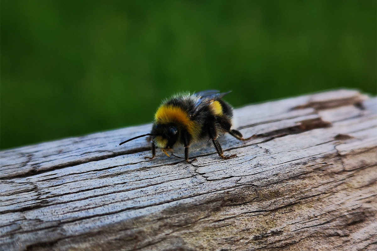 The importance of forests in bumble bee conservation