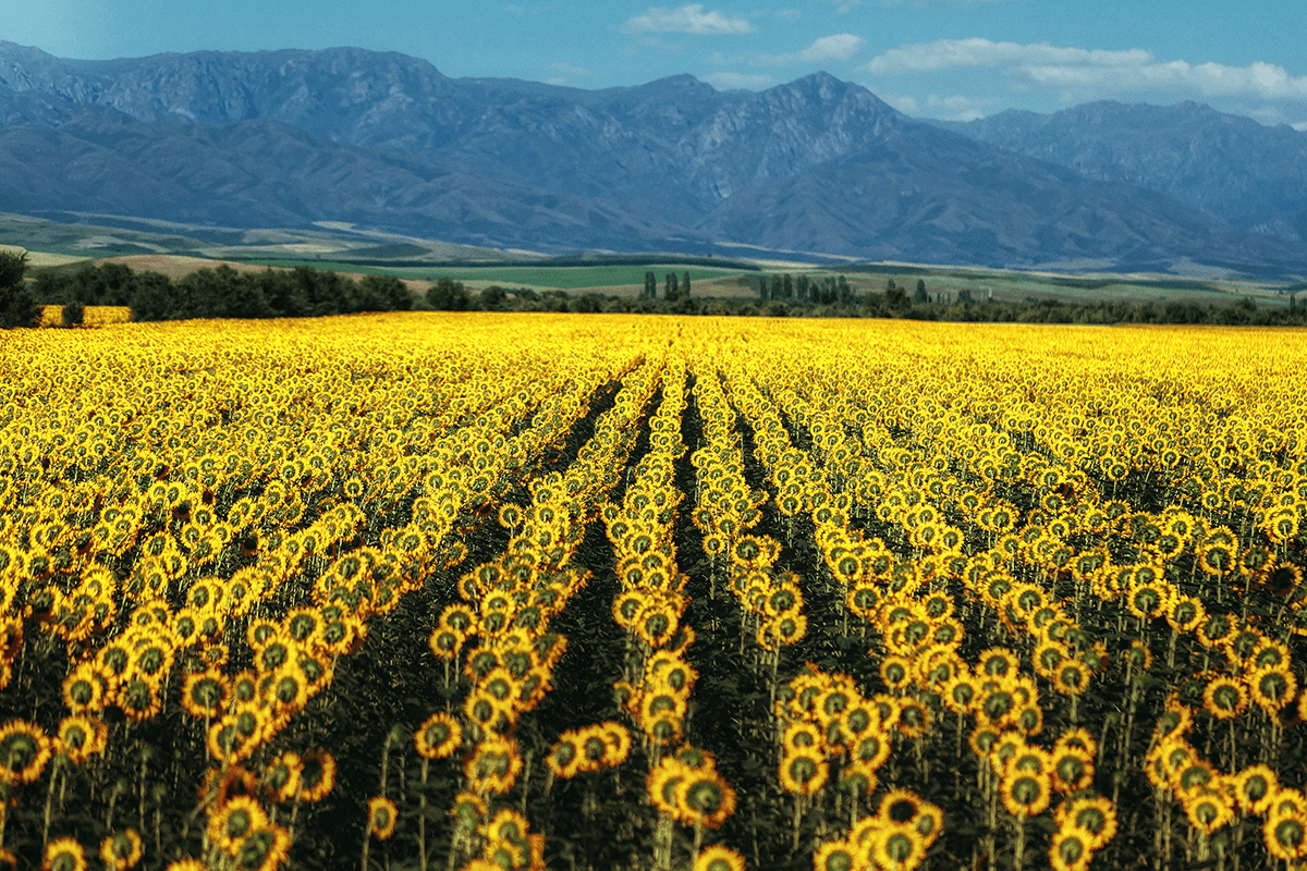 The role of steppe ecosystems in Kazakhstan's agricultural industry