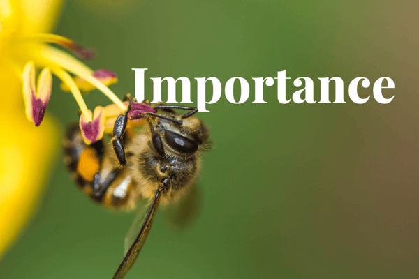 The importance of biodiversity for healthy ecosystems and human life