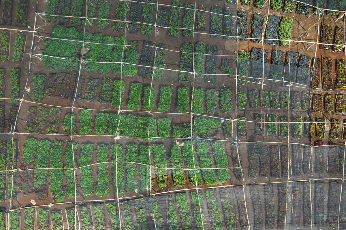 The importance of carbon offsetting in achieving net zero