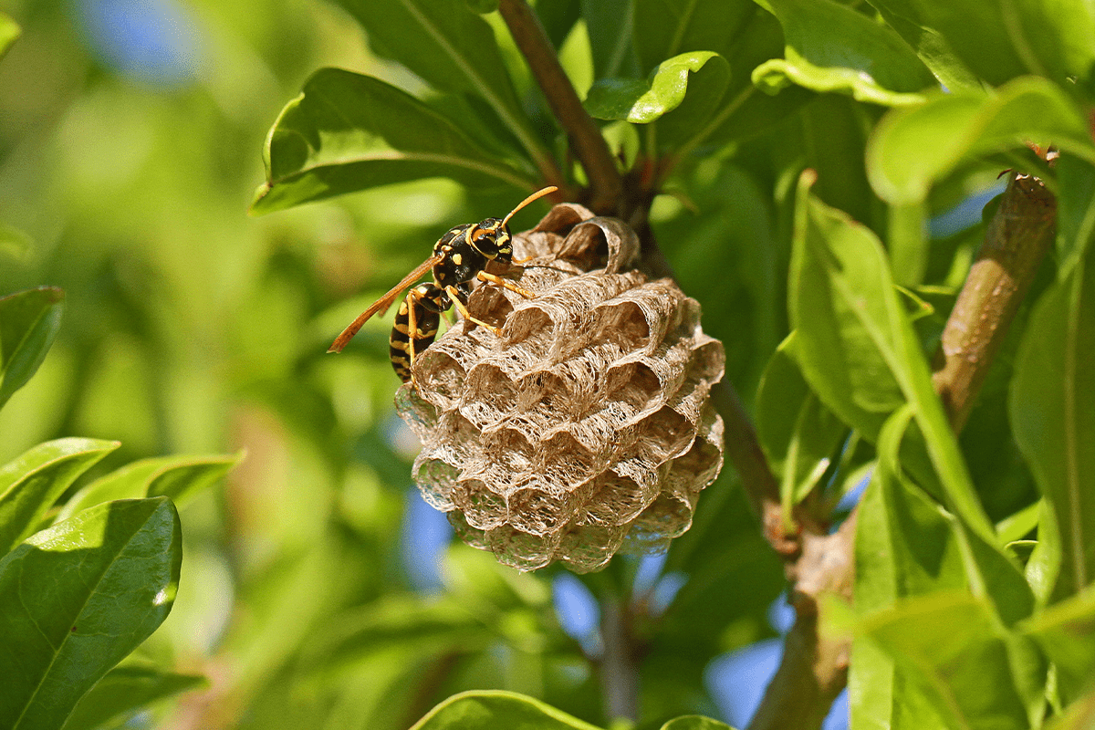 The roots of a sustainable future: integrating trees into a circular ...