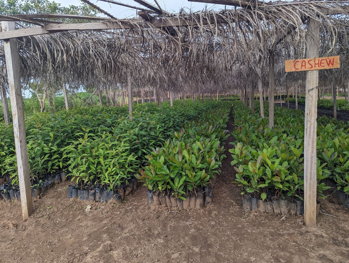 The tree nursery is expanding in Cameroon