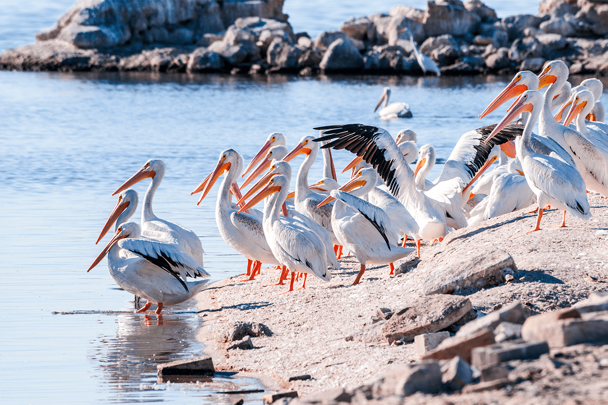 The ultimate guide to plastic credits