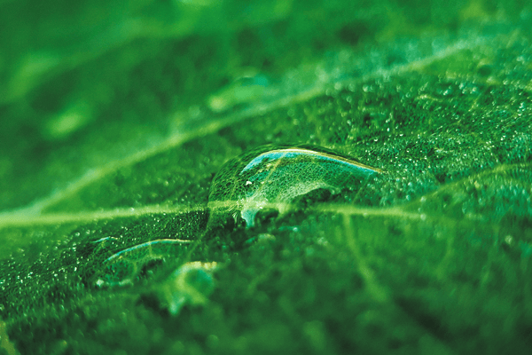 Trees are nature's water managers: the importance of trees in water ...