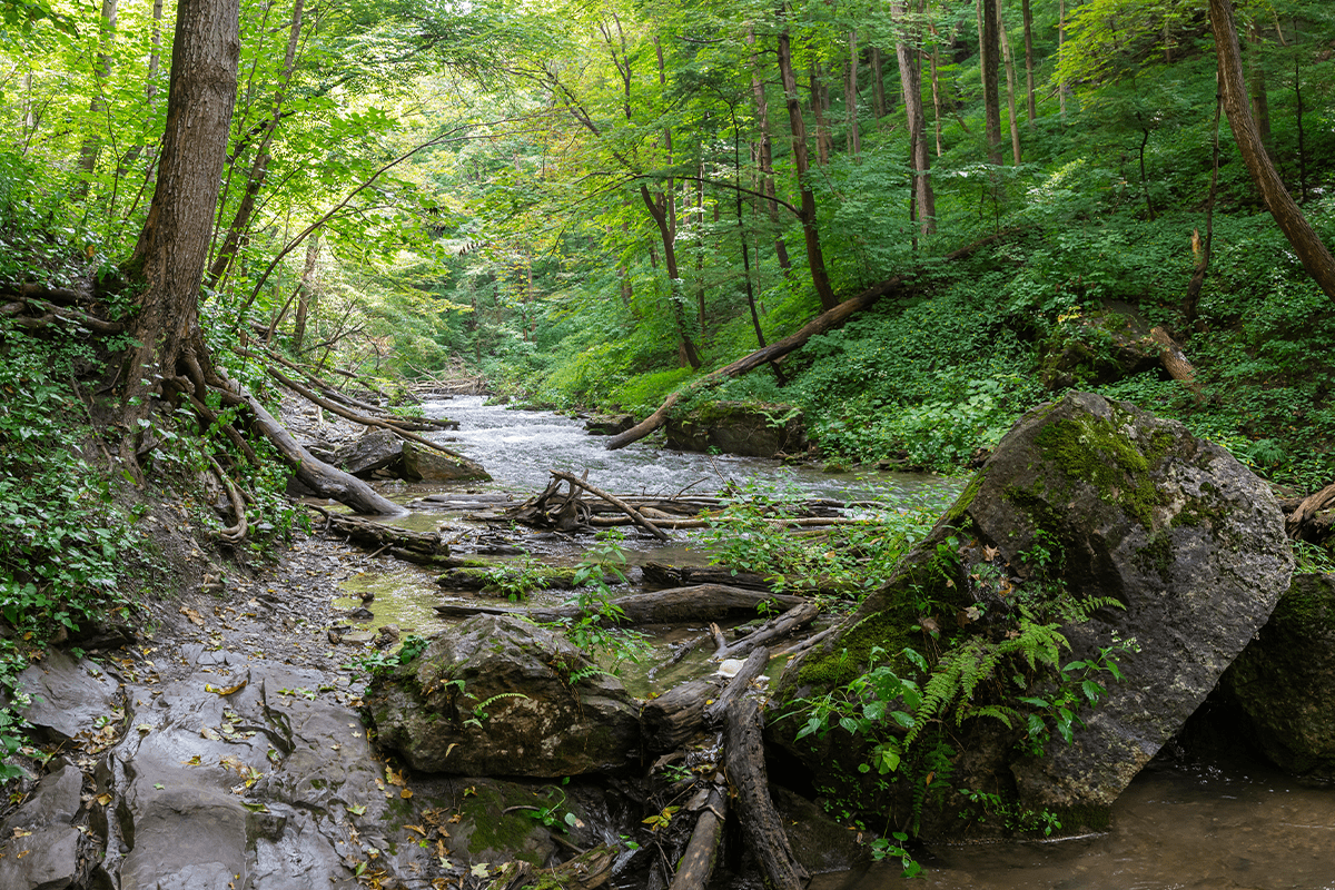Trees are nature's water managers: the importance of trees in water ...