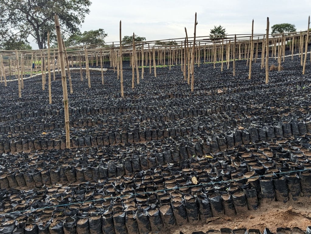 Uganda reforestation project essentials
