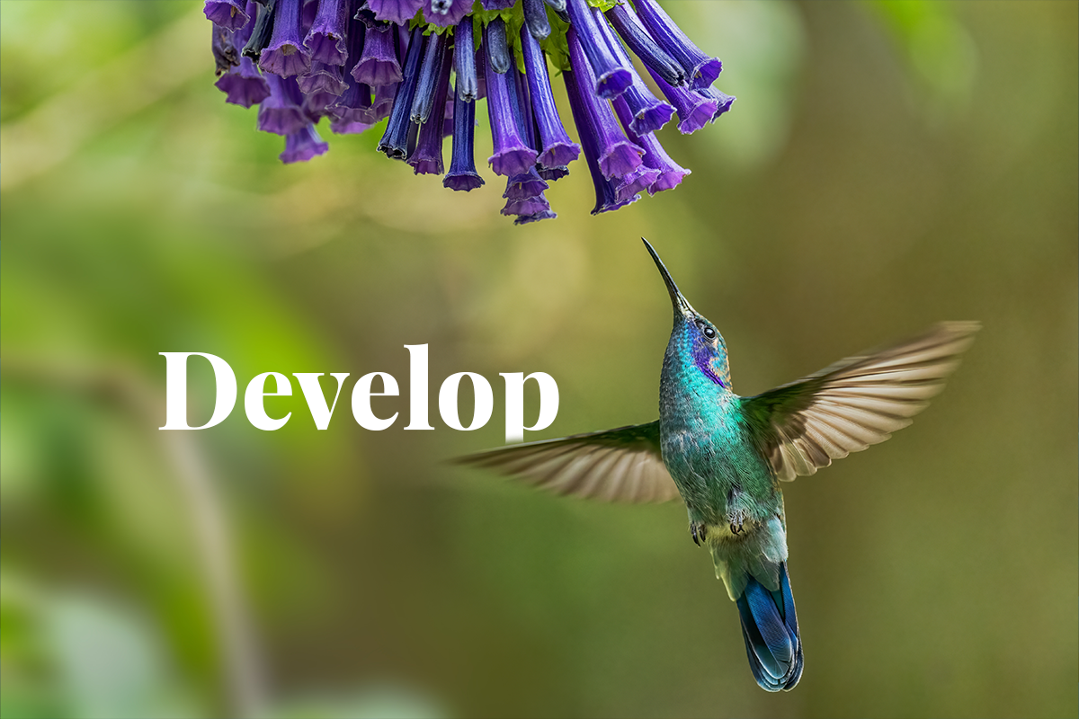 Verra and Panama's Ministry of Environment join forces to develop a ...