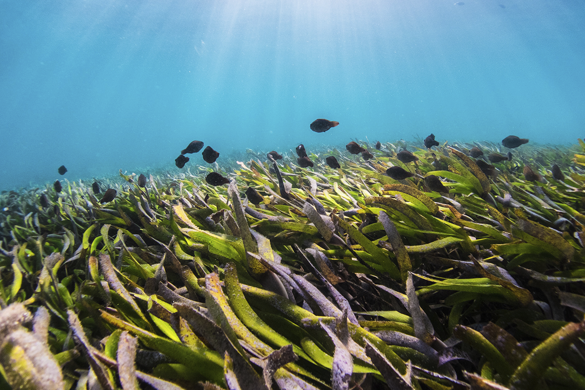 What are blue carbon projects?