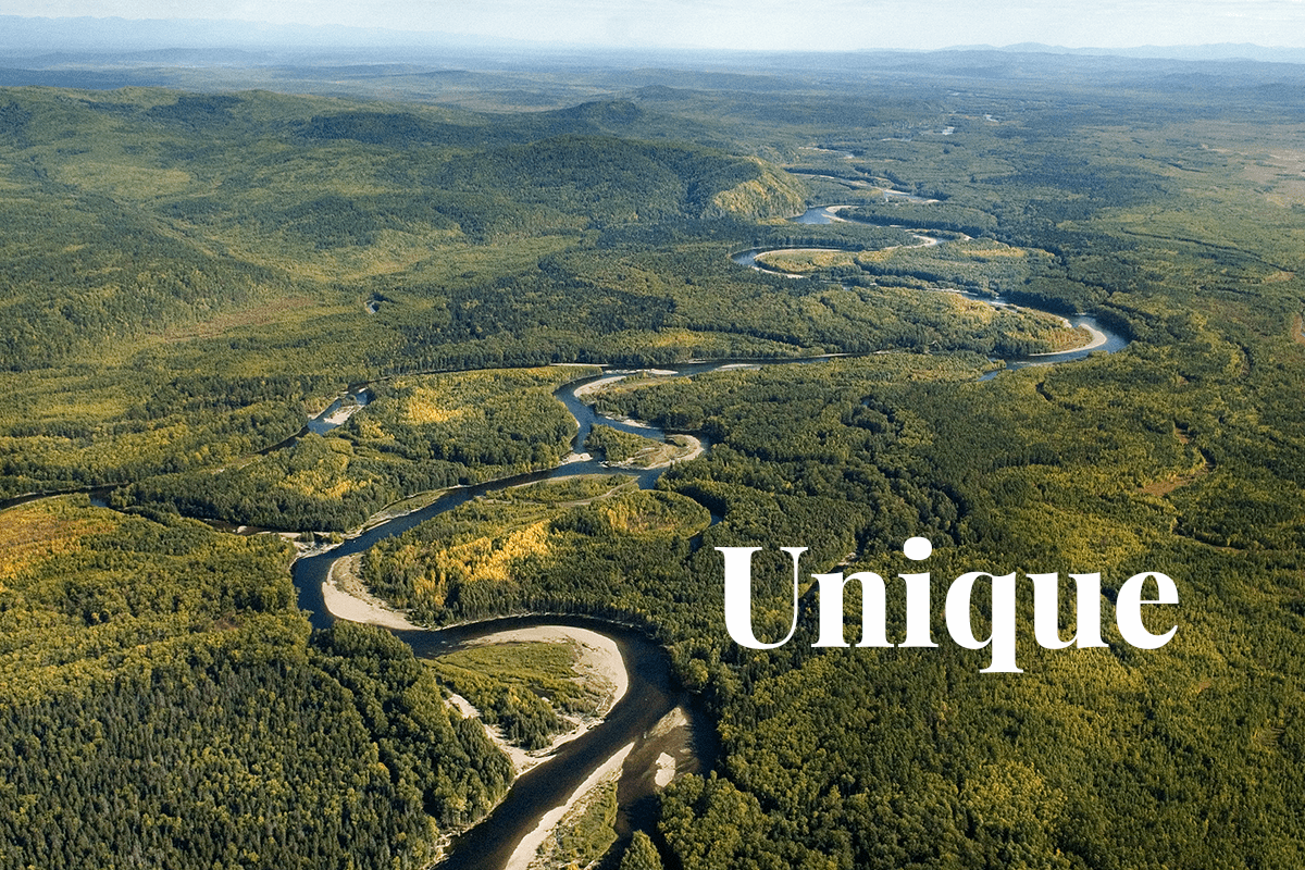 What are boreal forests?