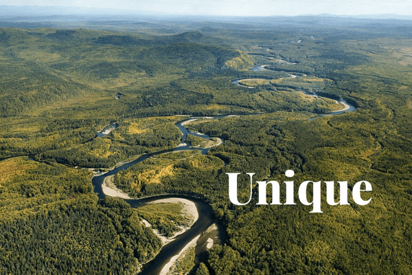 What are boreal forests?