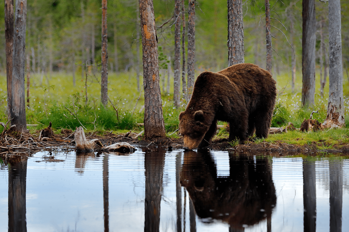 What are boreal forests?