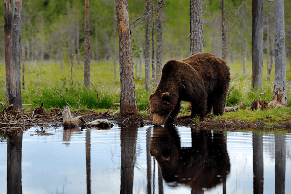 What are boreal forests?