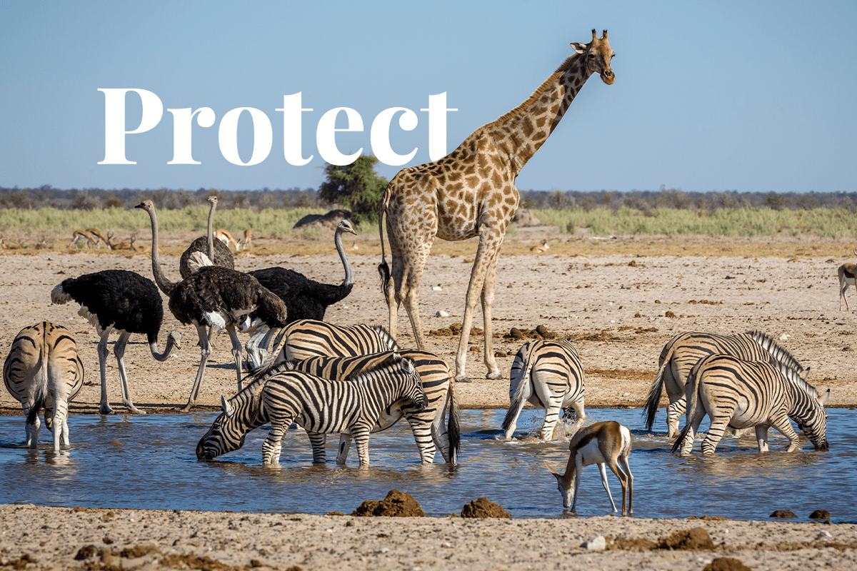 Water conservation: protecting nature's liquid gold