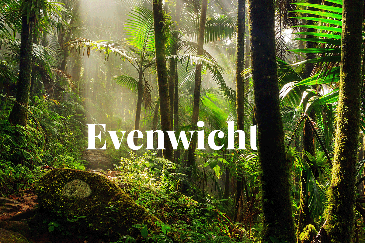 Waarom tropische regenwouden cruciaal zijn