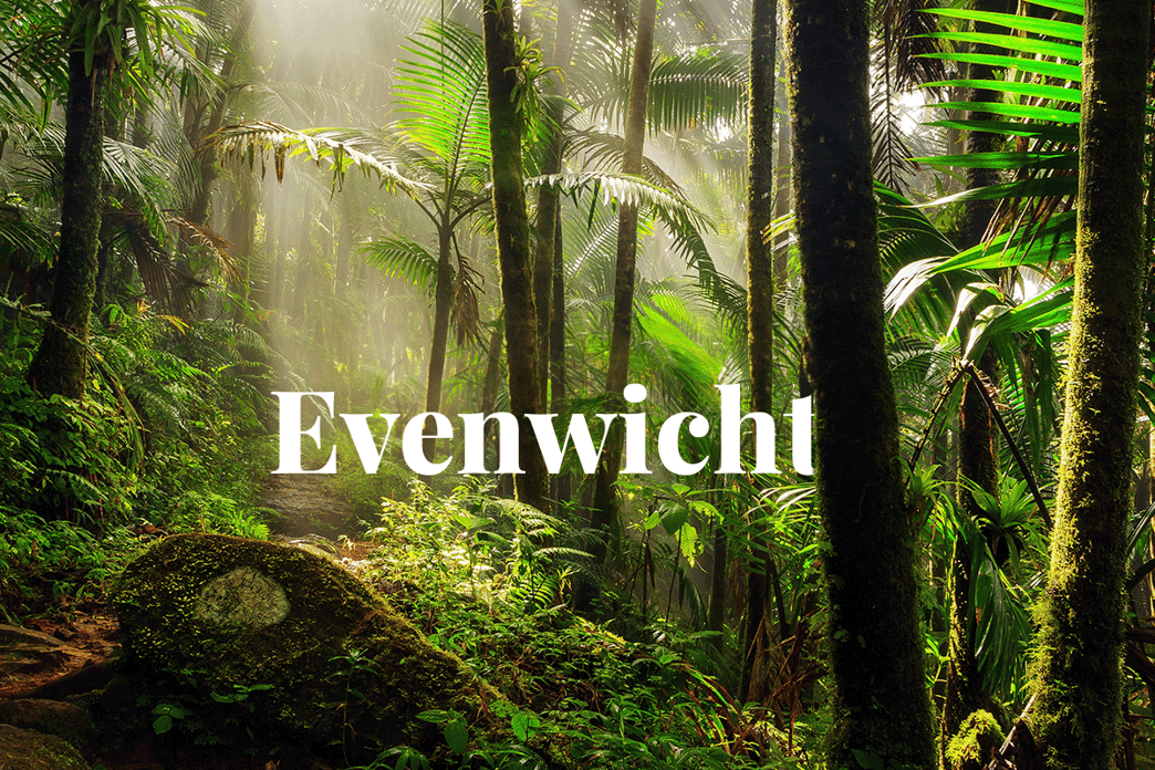 Waarom tropische regenwouden cruciaal zijn