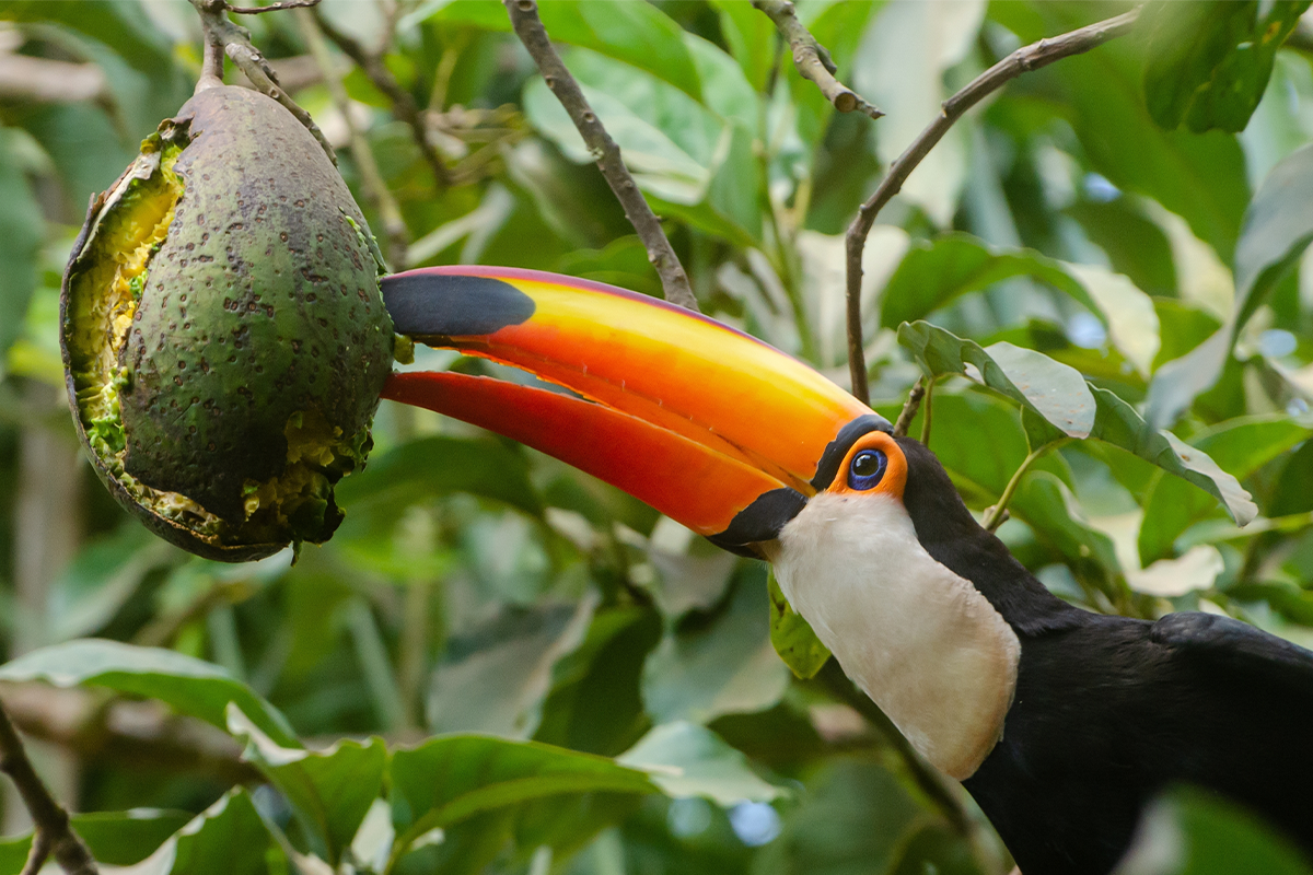 Why are tropical rainforests important?