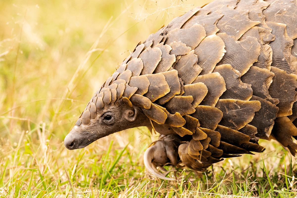 Why should endangered species be protected?